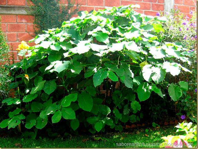 Hoja Santa, dando sentido y aroma a la gastronomía mexicana