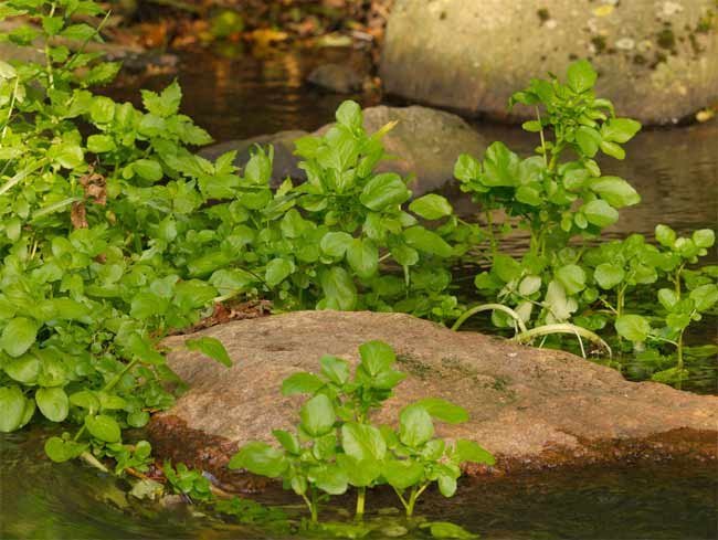 El mastuerzo, un vegetal ideal para nuestra salud