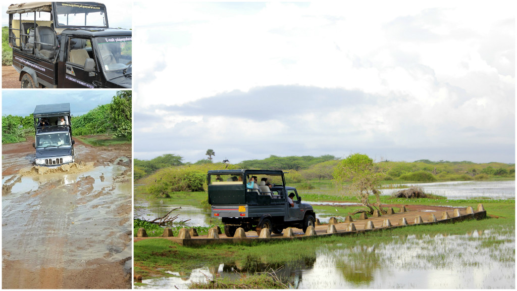 Safari fotográfico en el Parque Nacional Bundala de Sri Lanka