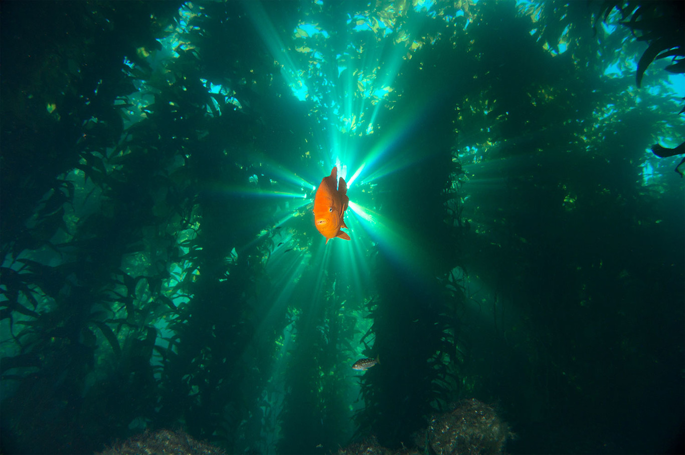 Bruce hall el fotógrafo ciego