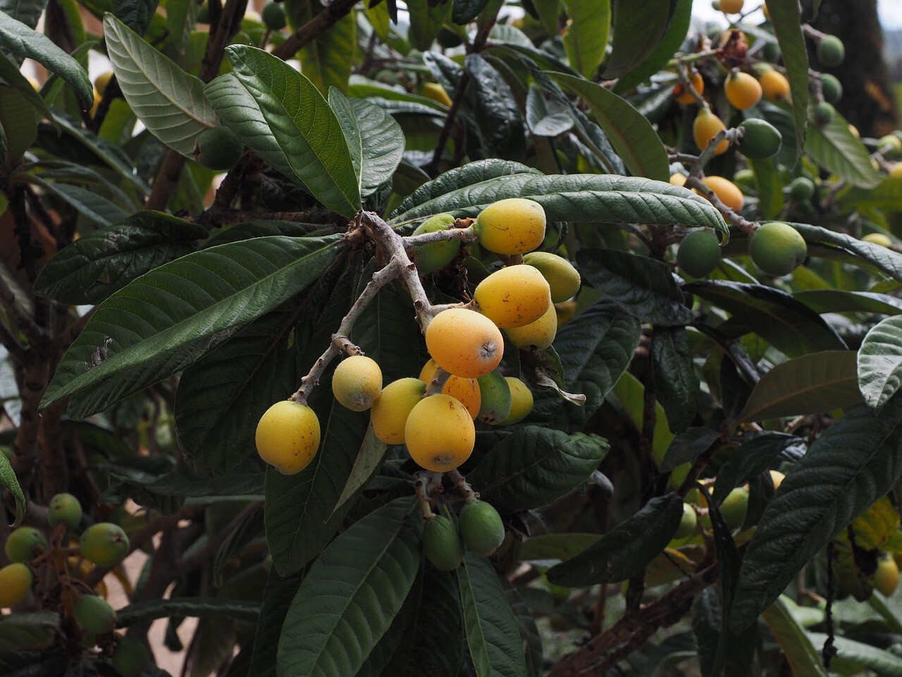 Siete árboles frutales de rápido crecimiento que producen una deliciosa ...
