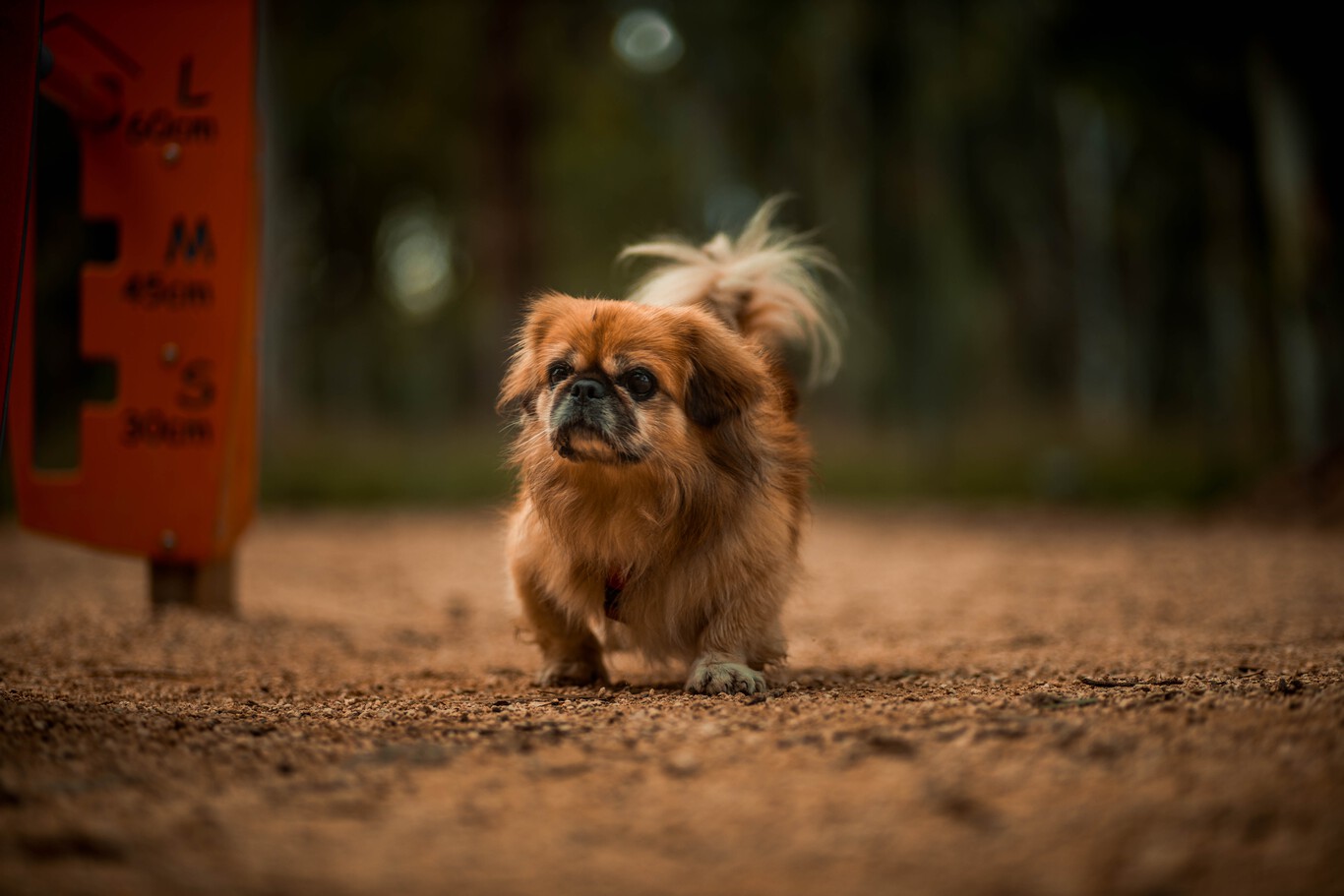 Todo sobre la raza de perro pequinés o pekinés: 13 fotos ...