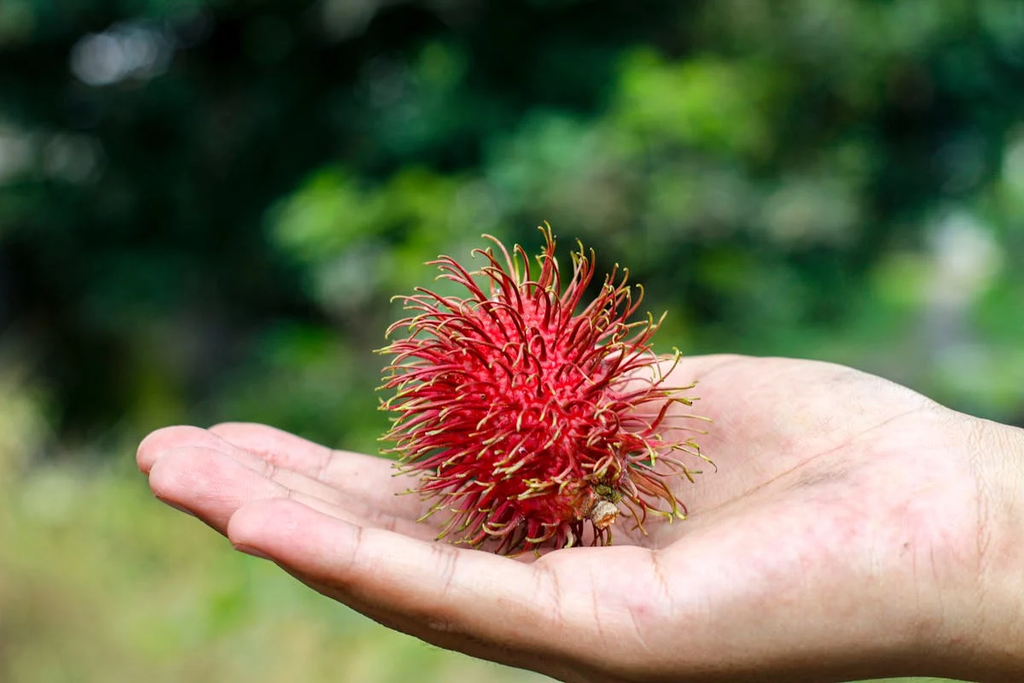 Rambután, una joya exótica que debes conocer cuanto antes: qué es ...