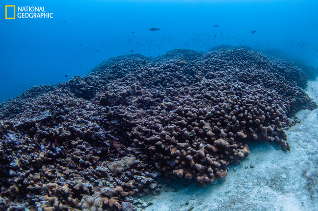 Scientists Discover World’s Largest Coral, Which Is Longer Than the ...
