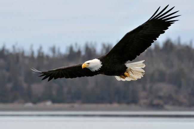 Avistamiento de águilas en Estados Unidos