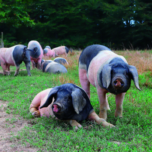 Cerdo - Directo al Paladar