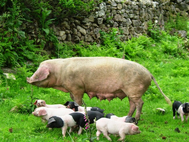 Siete razas de cerdo españolas tan buenas (o casi) como el ibérico: del ...