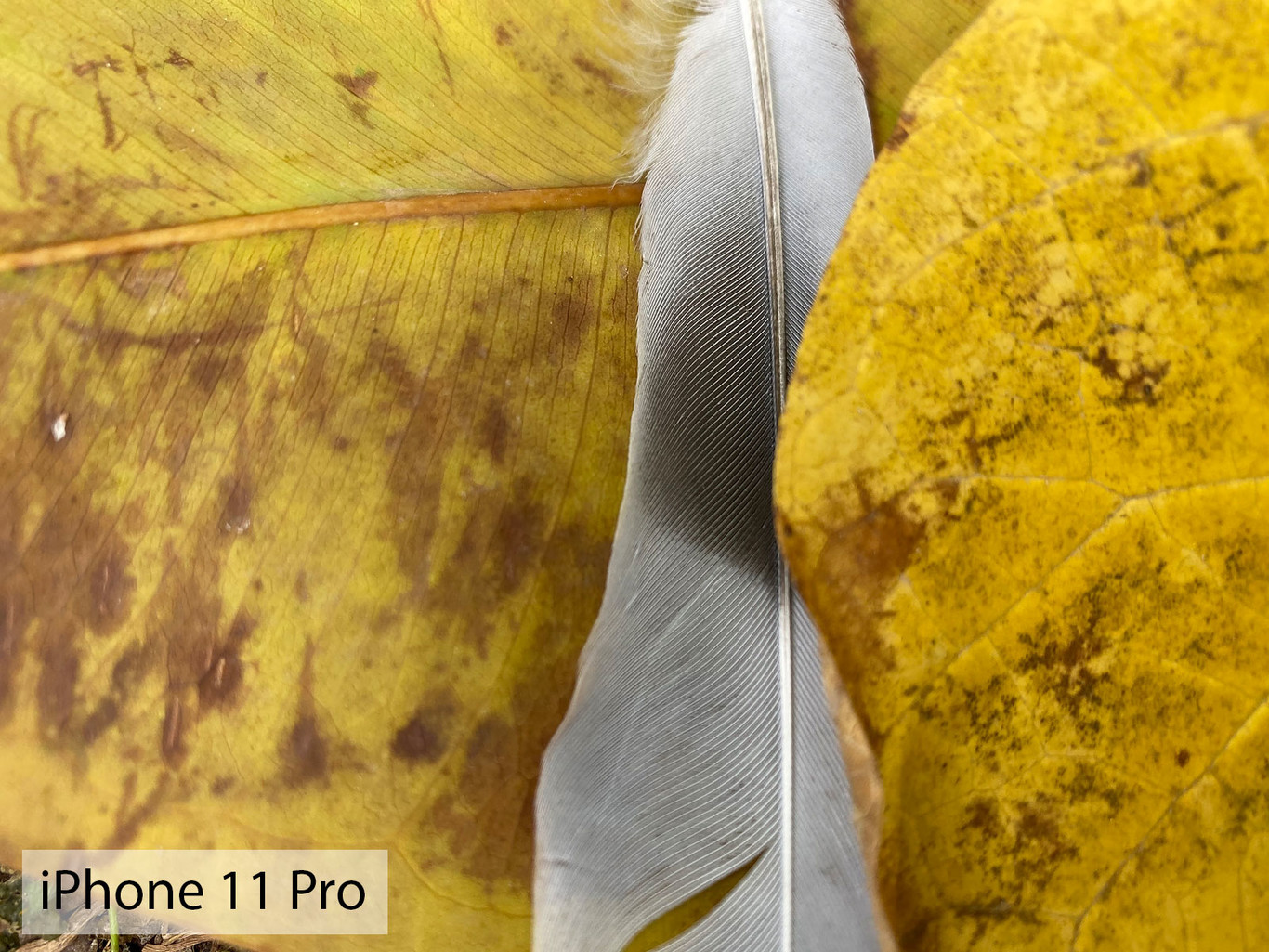 Comparativa fotográfica de estilo macro: enfrentamos los mejores ...