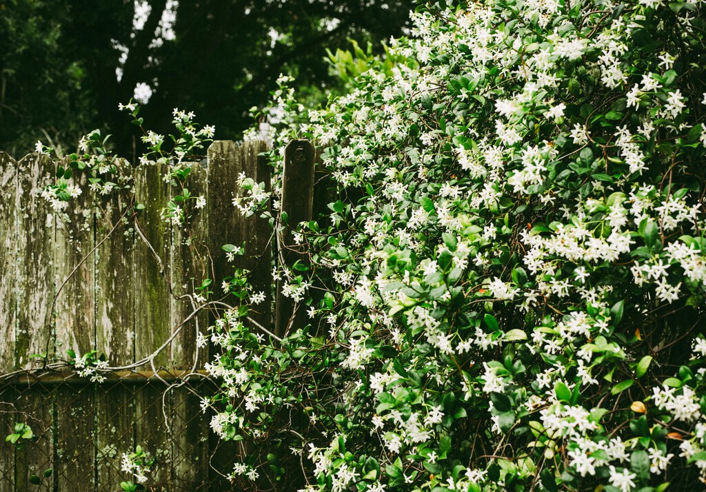 Cuatro plantas trepadoras ideales para tener un jardín de ensueño