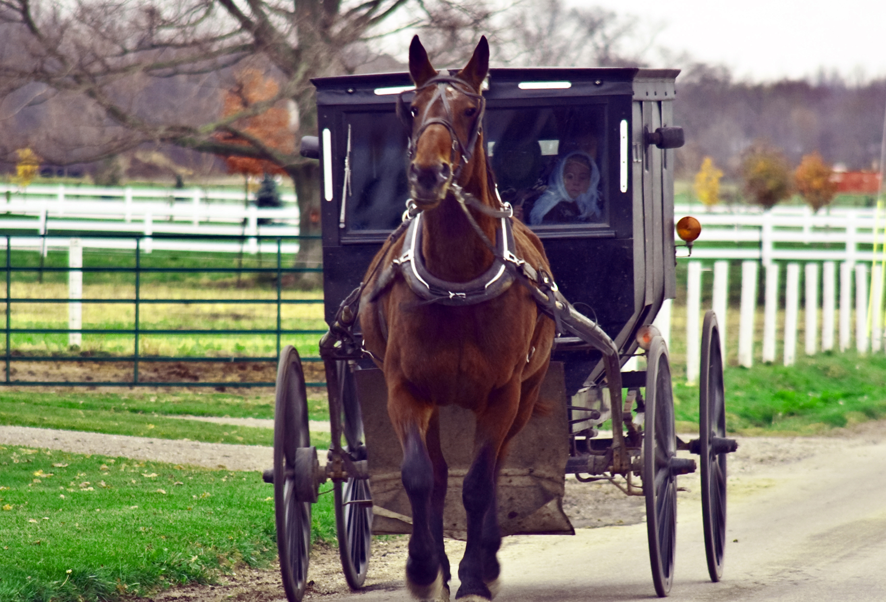 Conociendo la cultura Amish en Lancaster