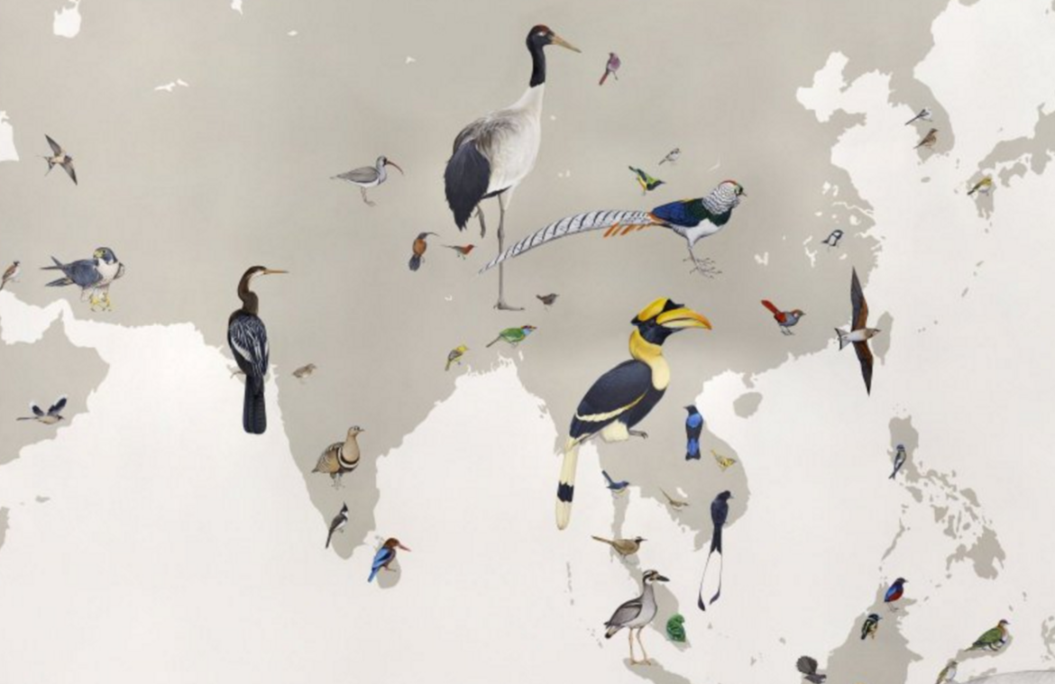 Wall of Birds: el mapa que recorre el fascinante universo de las aves ...