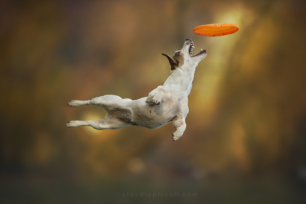 ¿Ves a tu mascota haciendo lo mismo? Espectaculares fotografías de ...