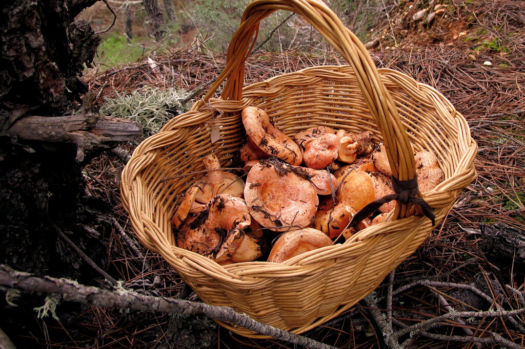 Níscalos - Directo al Paladar