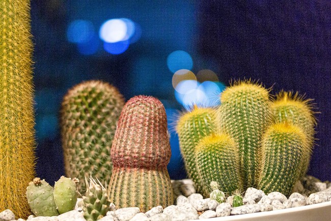 Mi cactus se está poniendo negro... y con este ingrediente que tengo en ...