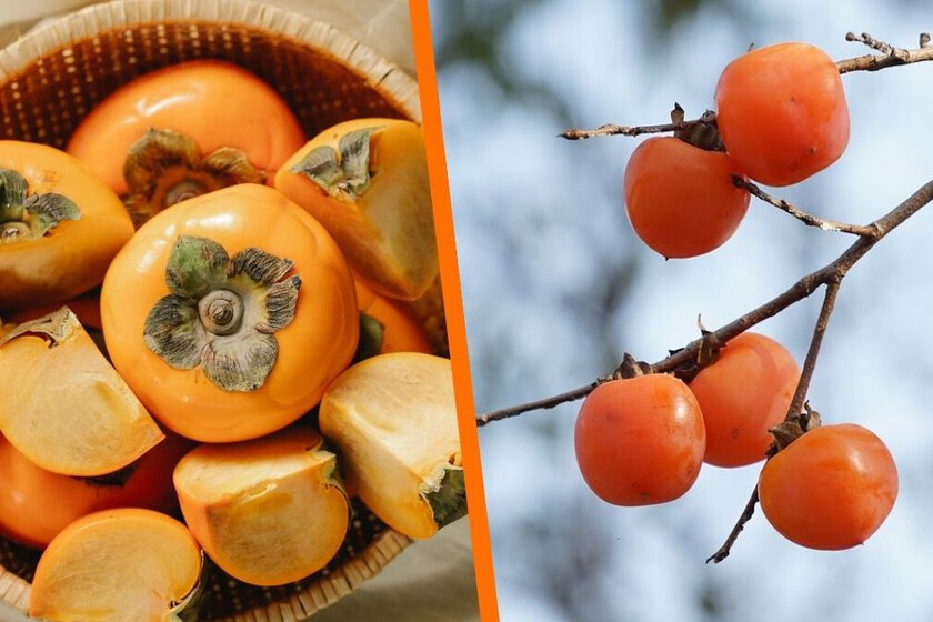 Qué es el persimonio y por qué los expertos recomiendan consumirlo