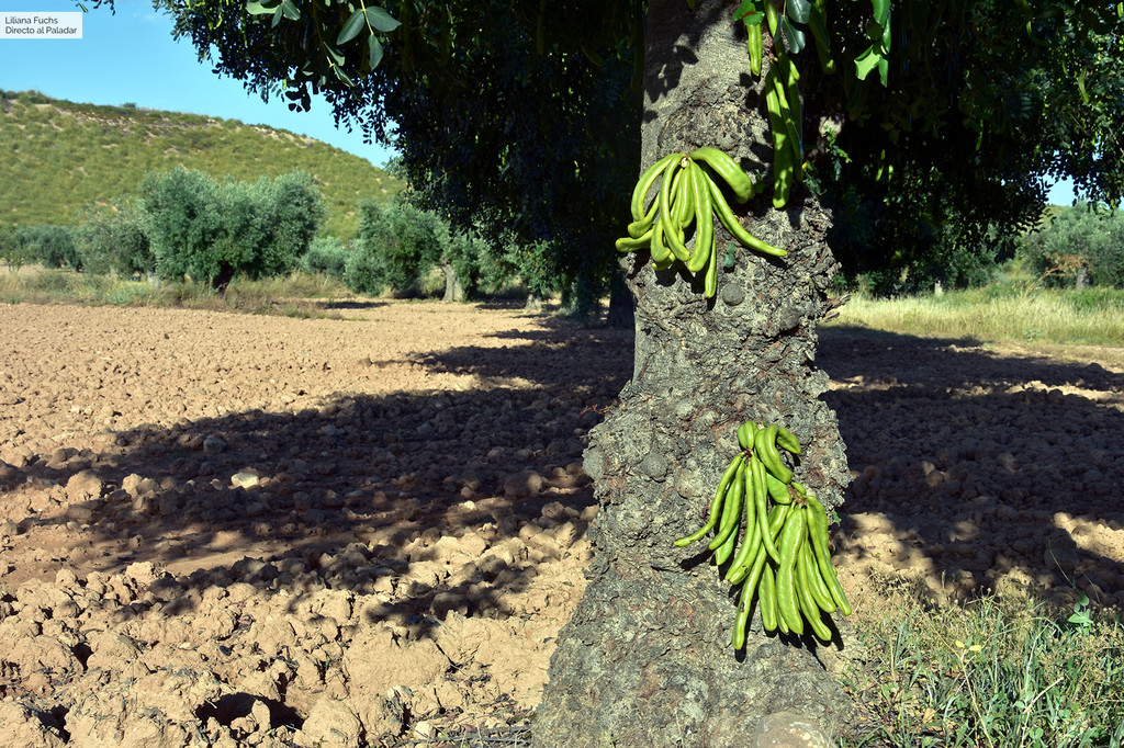 Qué es la algarroba, propiedades y uso en la cocina del fruto del algarrobo