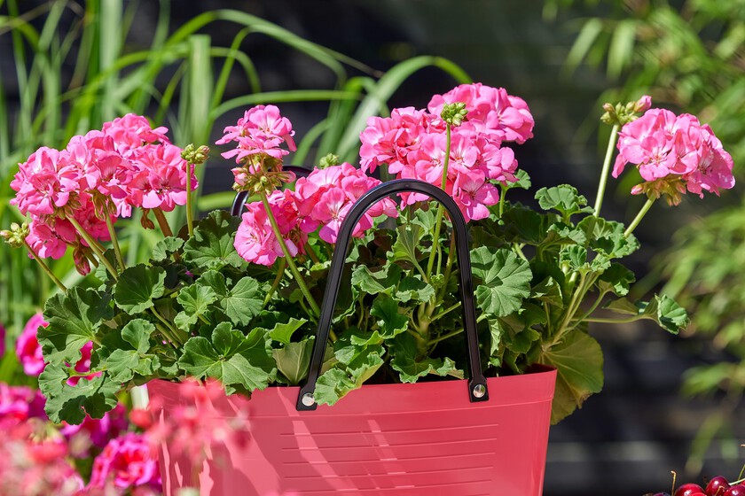 Estas son las plagas y enfermedades que pueden poner en peligro a tus ...