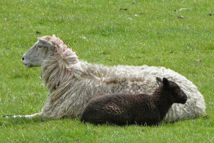 Ránking de los animales más clonados