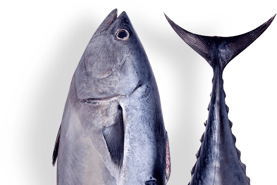 Reivindicando la melva, el otro gran pescado azul de nuestras costas ...