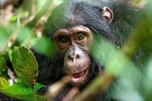 chimpancés - Xataka Ciencia