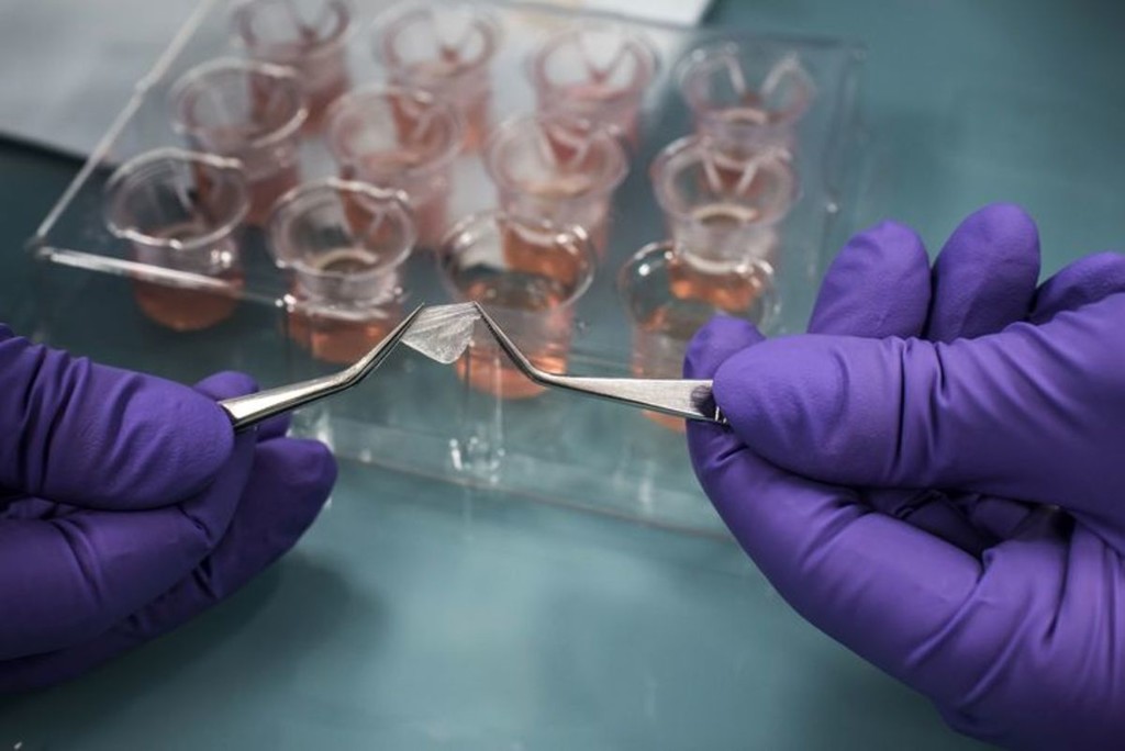 Episkin es la piel sintética ideada por L'Oréal para eliminar el test ...