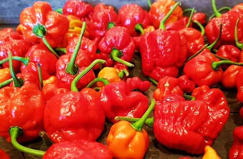 Los Cuatro Chiles M s Picantes Del Mundo