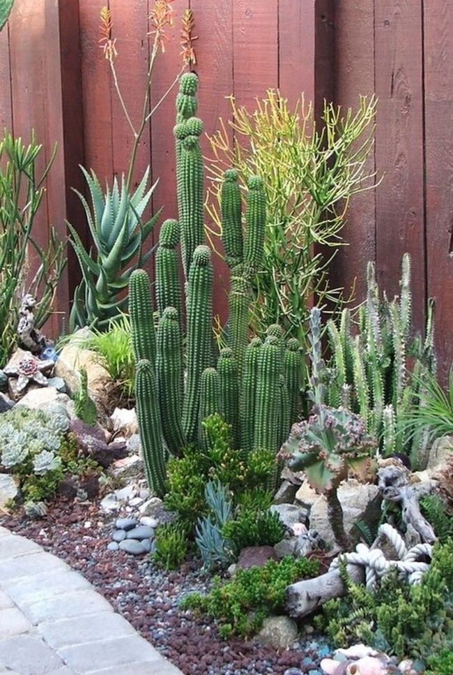 Atrévete con los cactus, 15 inspiradoras decoraciones para patios y ...