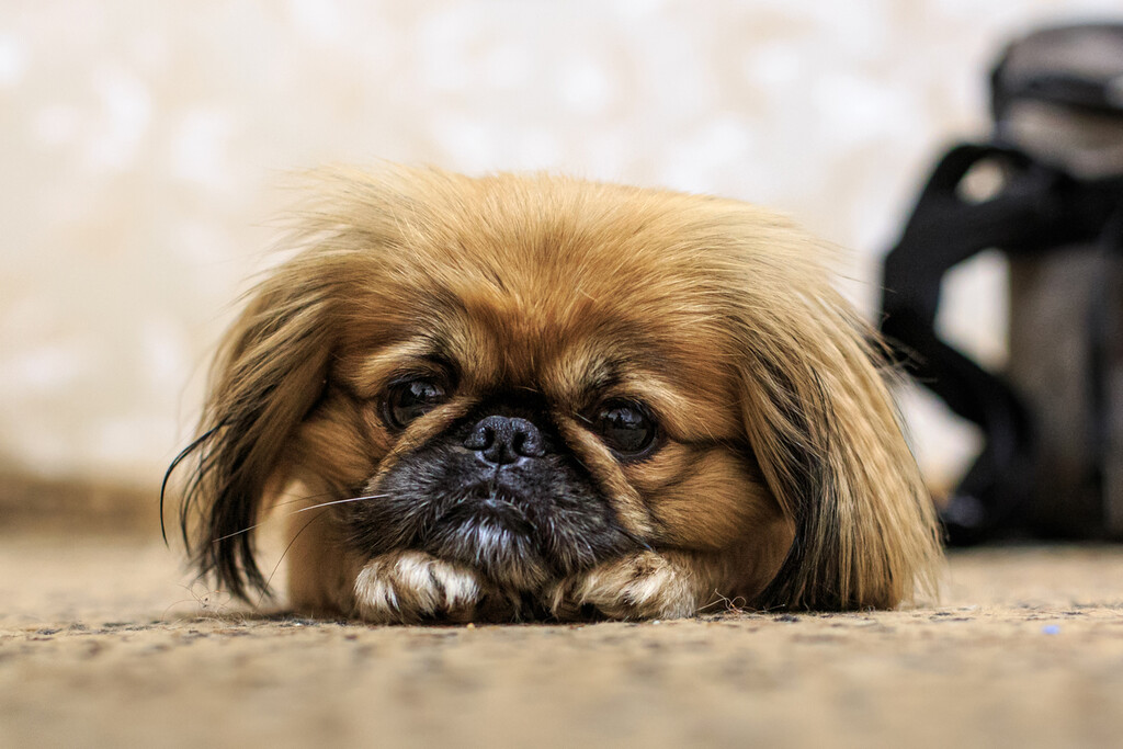 Todo sobre la raza de perro pequinés o pekinés: 13 fotos ...