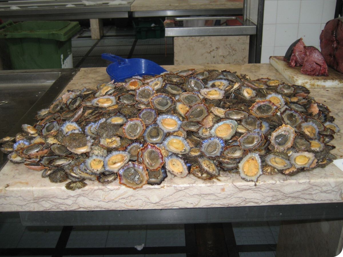 Qué es la llámpara o lapa, un molusco muy común en nuestras costas pero ...