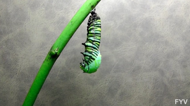 La asombrosa transformación de una oruga en mariposa monarca en vídeo ...