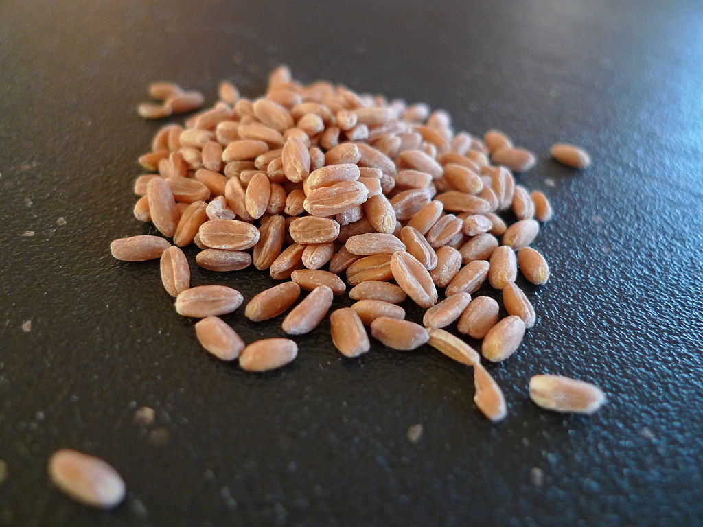 Alimentos: espelta. Propiedades, beneficios y su uso en la cocina