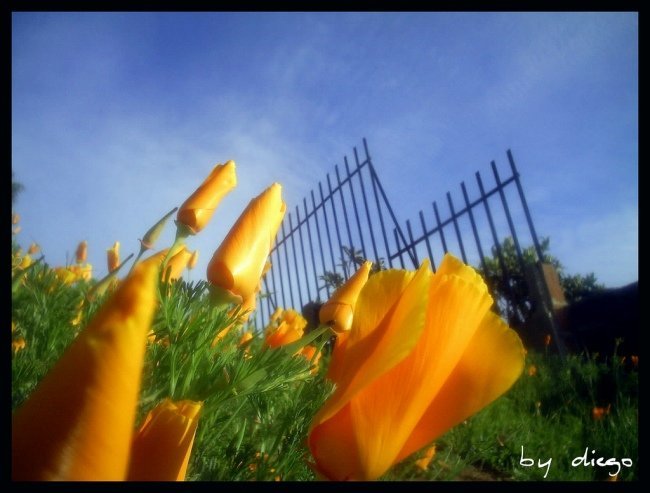 Nueve consejos para hacer fotografías a las flores