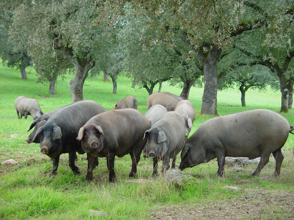 Siete razas de cerdo españolas tan buenas (o casi) como el ibérico: del ...