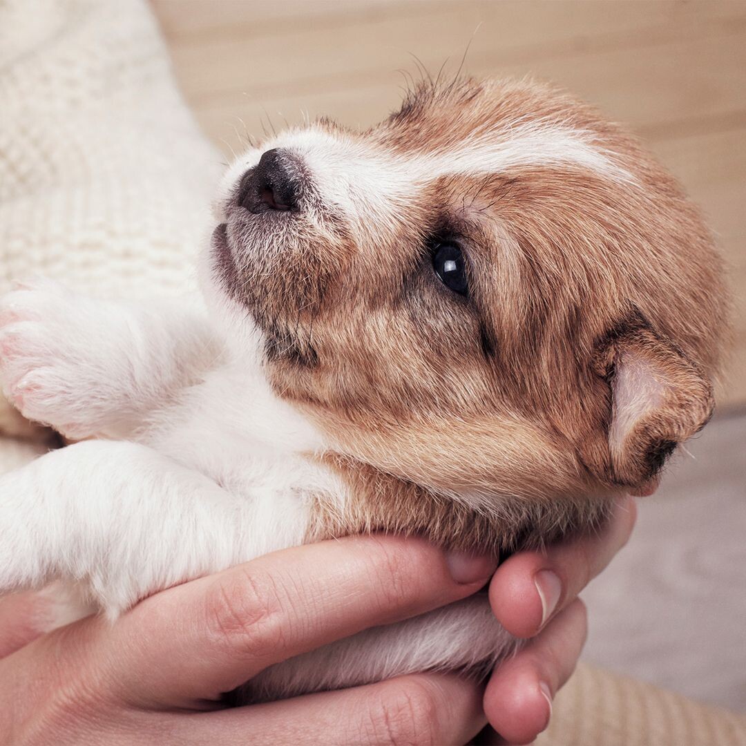 Cómo educar a un cachorro: claves infalibles para nuevos 'papis'