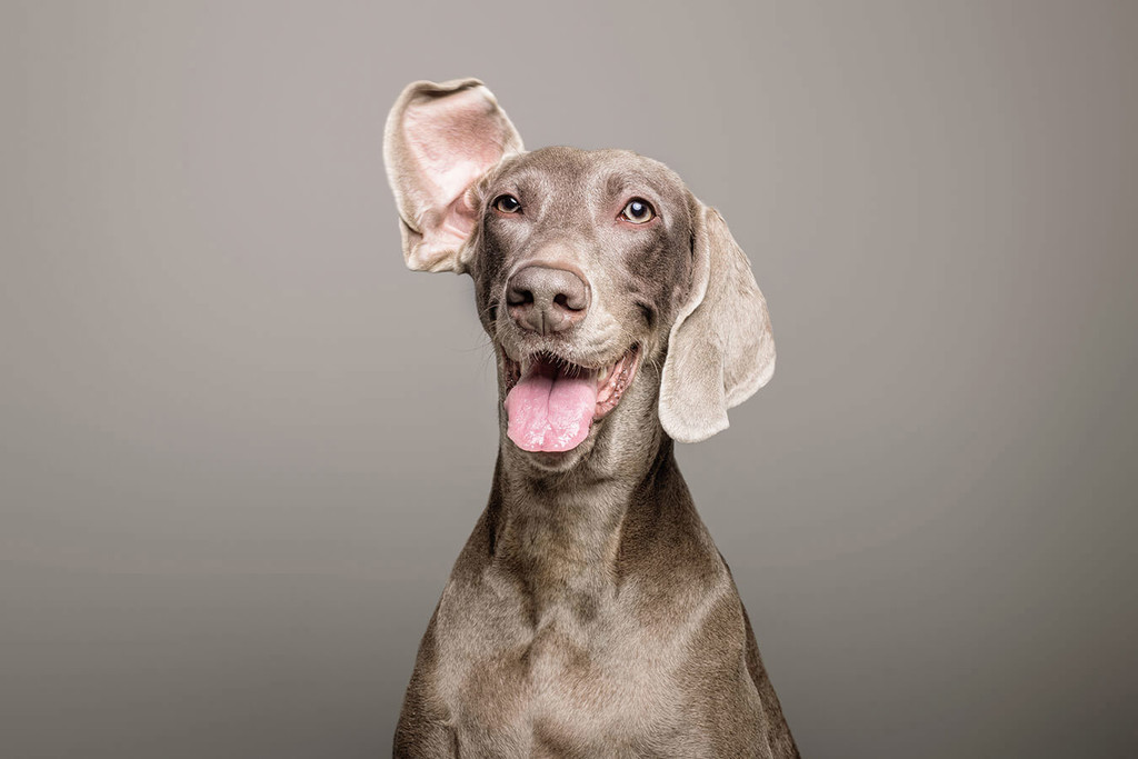 Guía de fotografía de mascotas: ideas y consejos esenciales para hacer ...