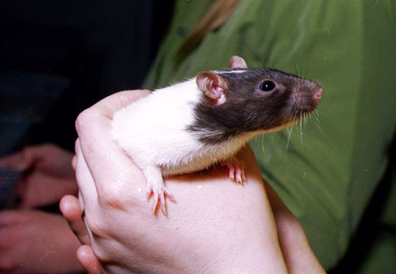 Unos científicos han logrado filmar la risa de las ratas al hacerles ...