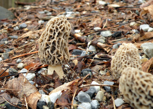 Hongos Columela