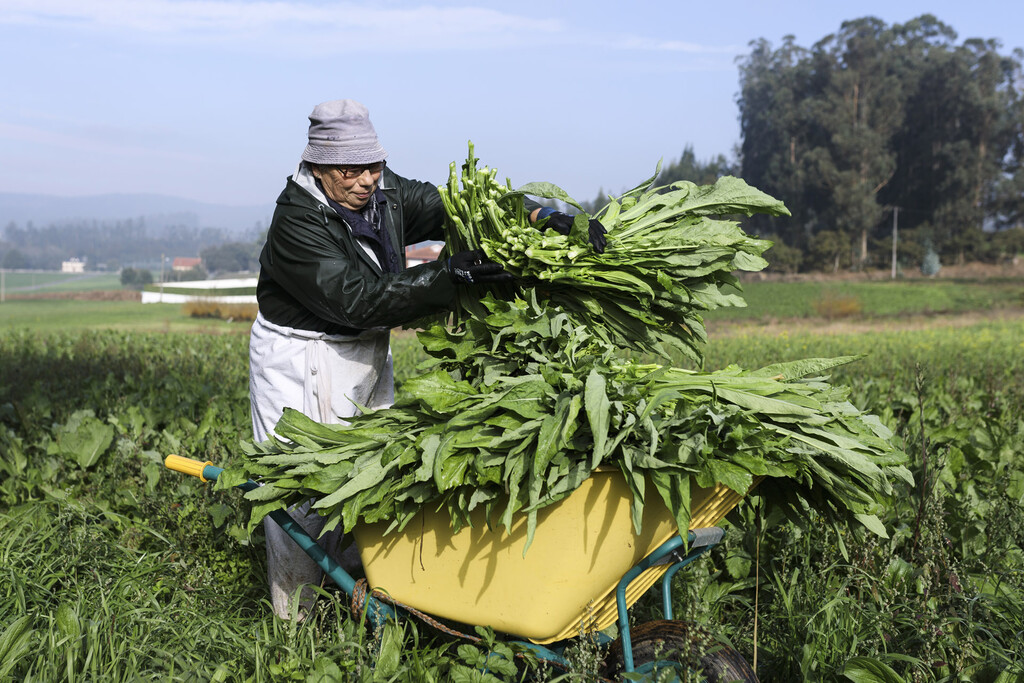 ¿Qué son los grelos? Cómo utilizar en cocina la popular verdura de ...