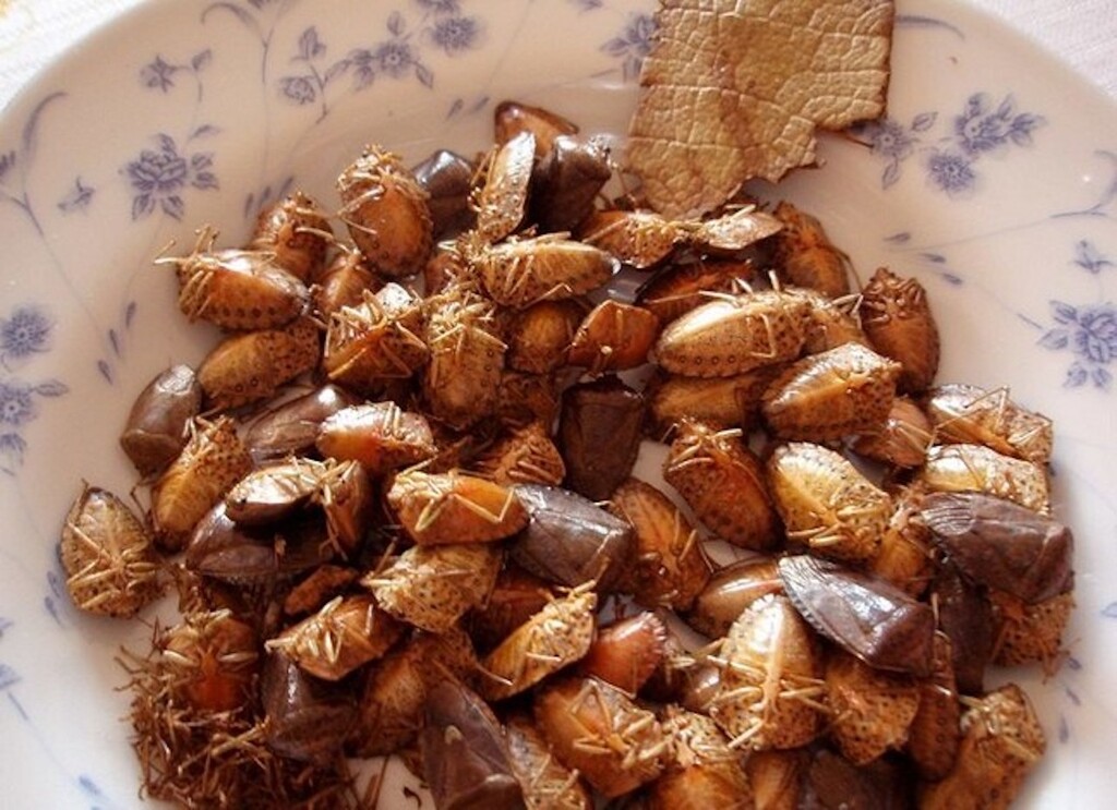 Insectos comestibles: parte fundamental de la dieta prehispánica