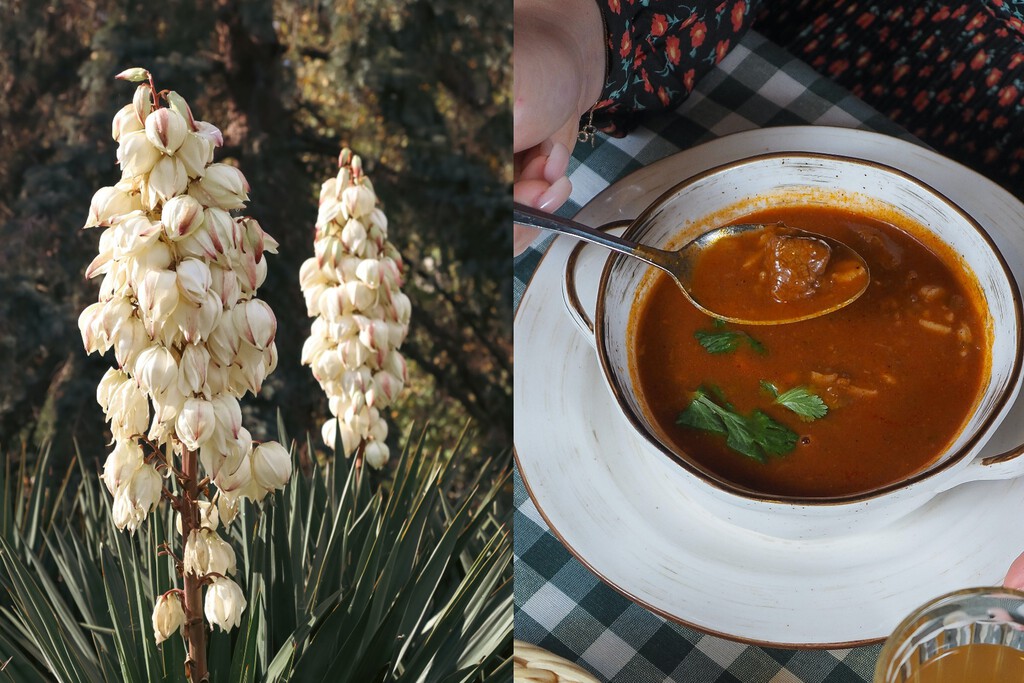Beneficios de la 'Flor de Izote': qué es y cómo puedes aprovecharla en ...
