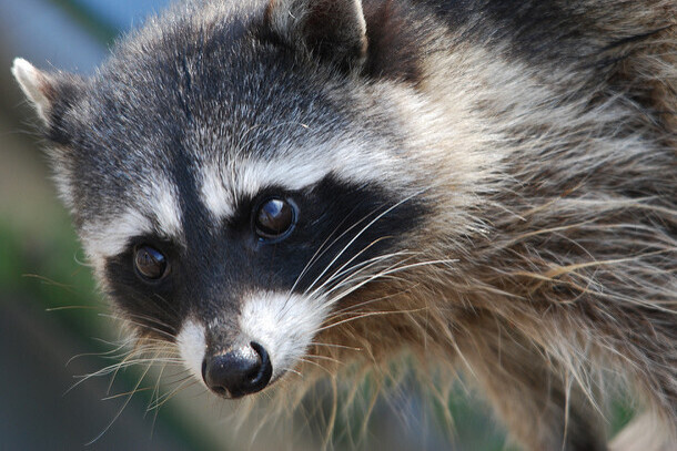 Estas son las razones del porque tienes ojeras