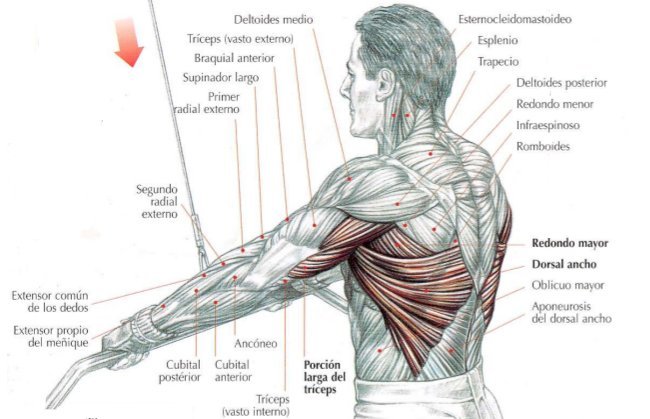 Guía para principiantes (LVI): Pull-over con polea alta