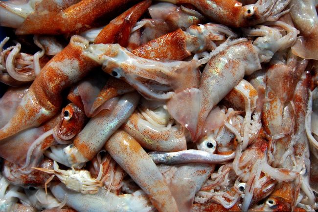 Cefalópodos en la cocina ¿Sabes cómo conservarlos y prepararlos ...