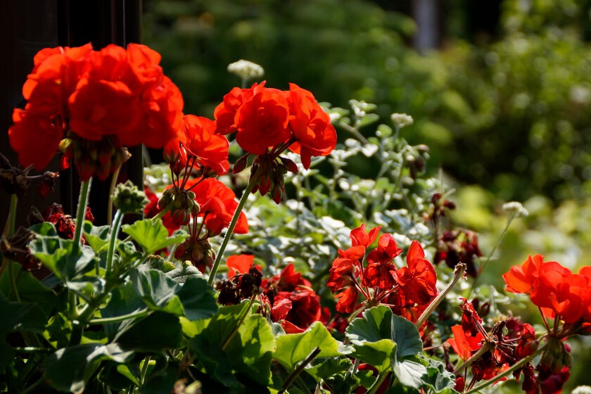 Plantas de exterior: los mejores consejos para cuidar los geranios de ...
