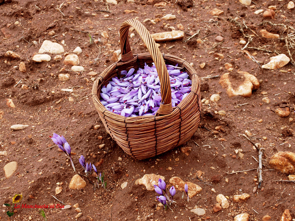 Todo sobre el azafrán, la fragante especia más cara del mundo ...