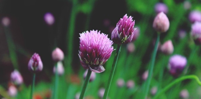 Flores Que Podemos Comer 8 Flores Que Podemos Cosechar En La Huerta