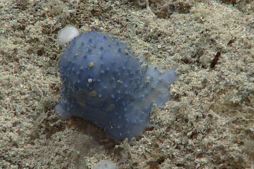 Una misteriosa mancha azul en el Caribe es el nuevo enigma de la ...