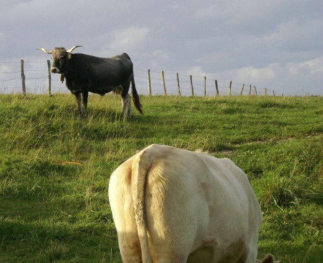Por qué las vacas siempre deberían comer hierba