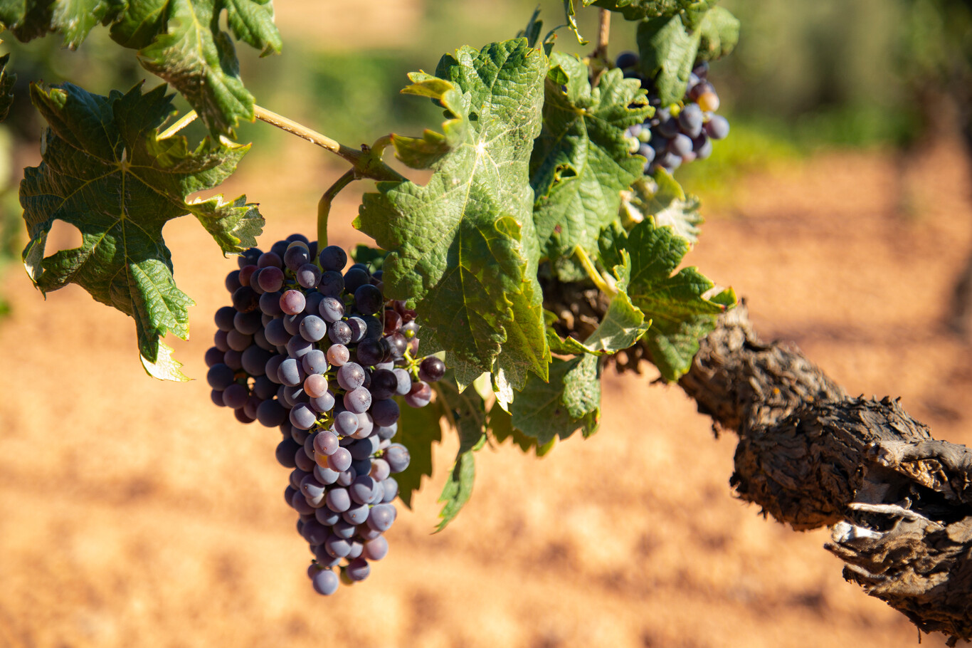 Un viaje a Tarragona para conocer los vinos de Conca de Barberá ...