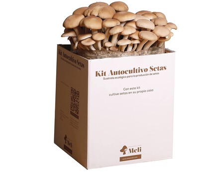 Kits de autocultivo de setas ¿cuáles son los mejores? Consejos y ...